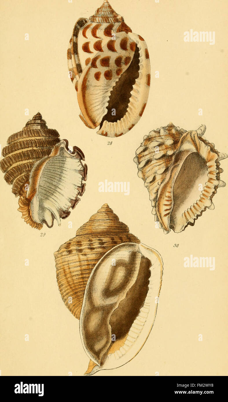 Elements of conchology - an introduction to the natural history of ...