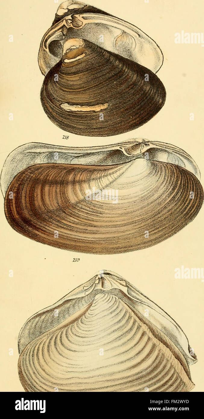Elements of conchology - an introduction to the natural history of ...
