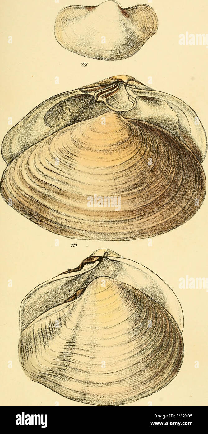 Elements of conchology - an introduction to the natural history of ...