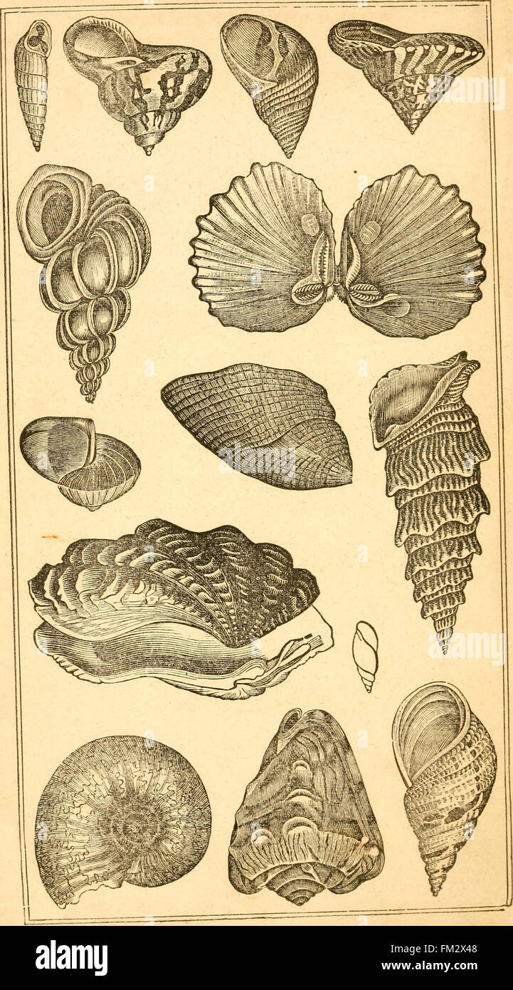 'Elements of Conchology' (1844) serves as an educational text for ...
