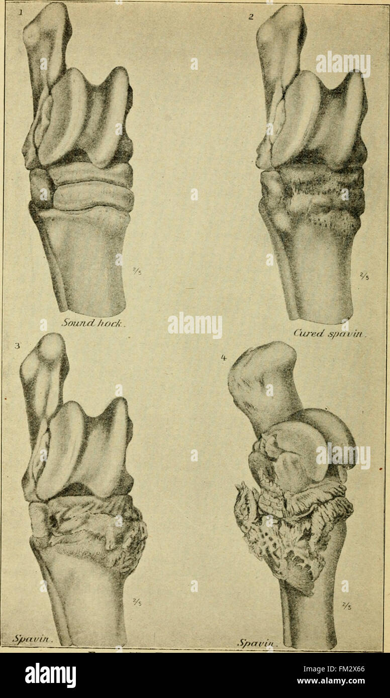 This 1908 work provides a comprehensive overview of hippology, the ...