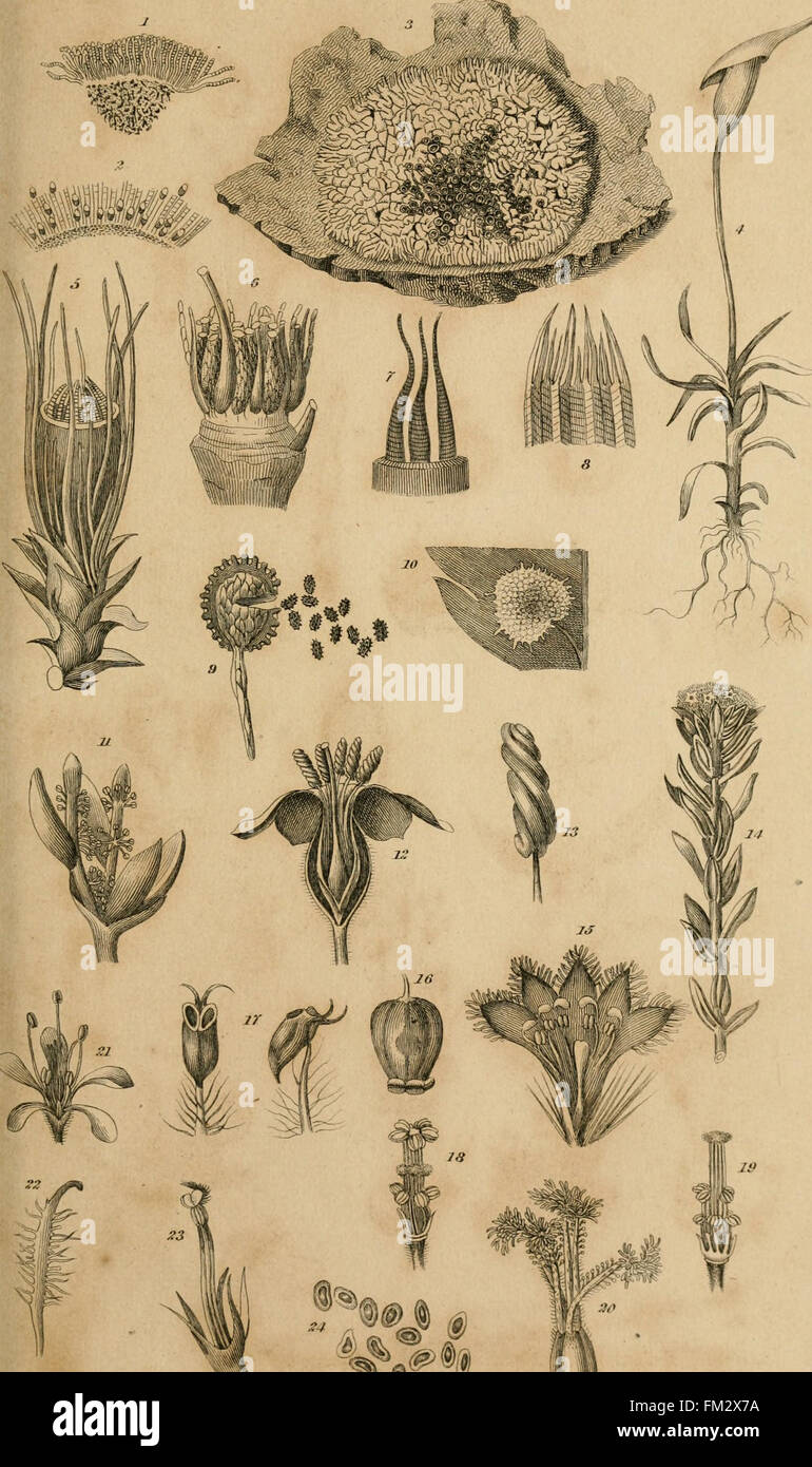 This work provides an overview of scientific botany principles ...