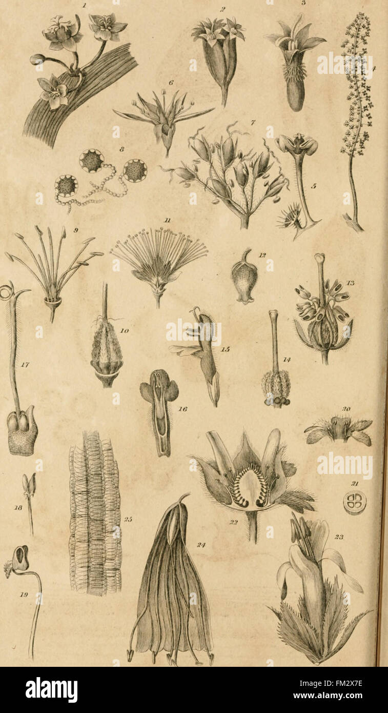 Principles of scientific botany hi-res stock photography and images - Alamy