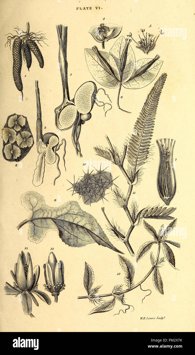 *Elements of the Philosophy of Plants* covers the foundational ...