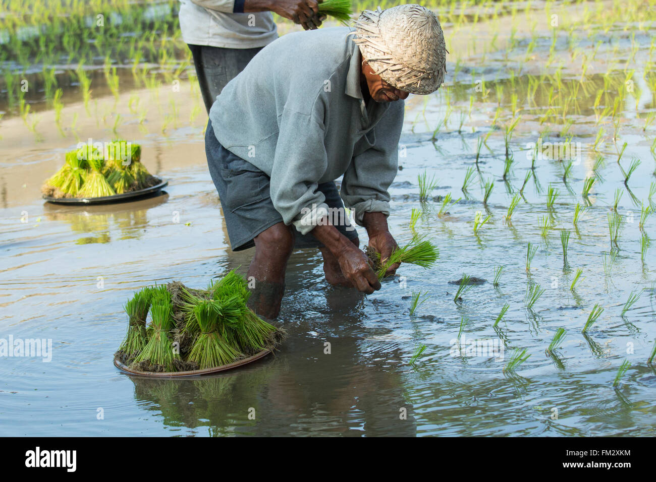 Asia, Indonesia, Bali. Balinese Farmers Planting Rice Stock Photo - Alamy