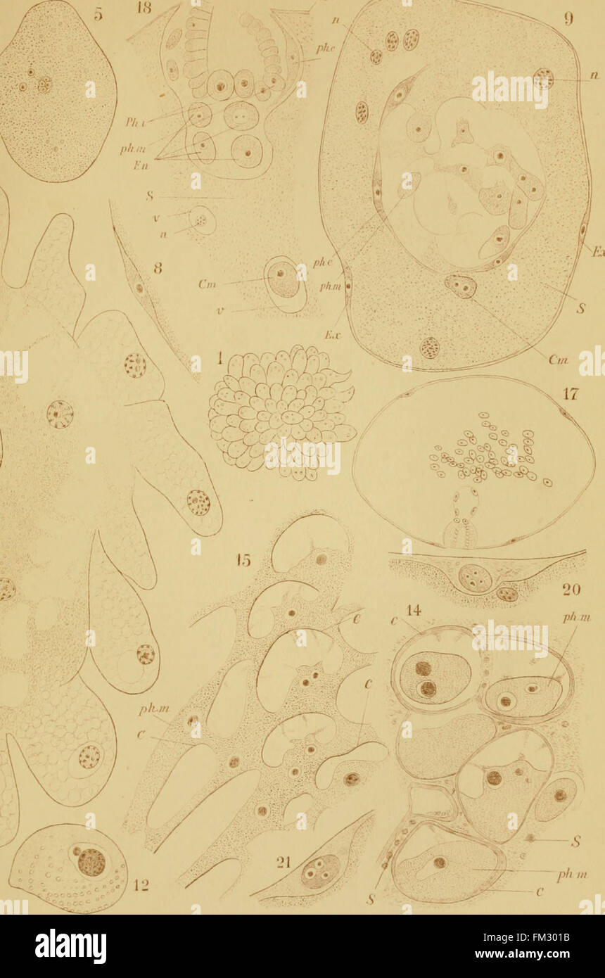 This 1887 work focuses on the embryology of freshwater dendrocles ...