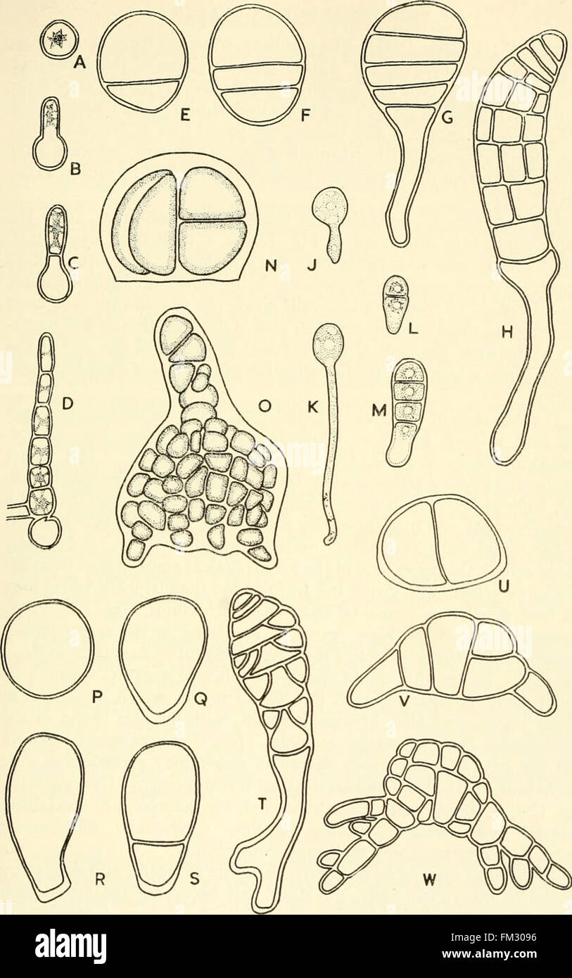 This 1955 publication explores the process of embryogenesis in plants ...