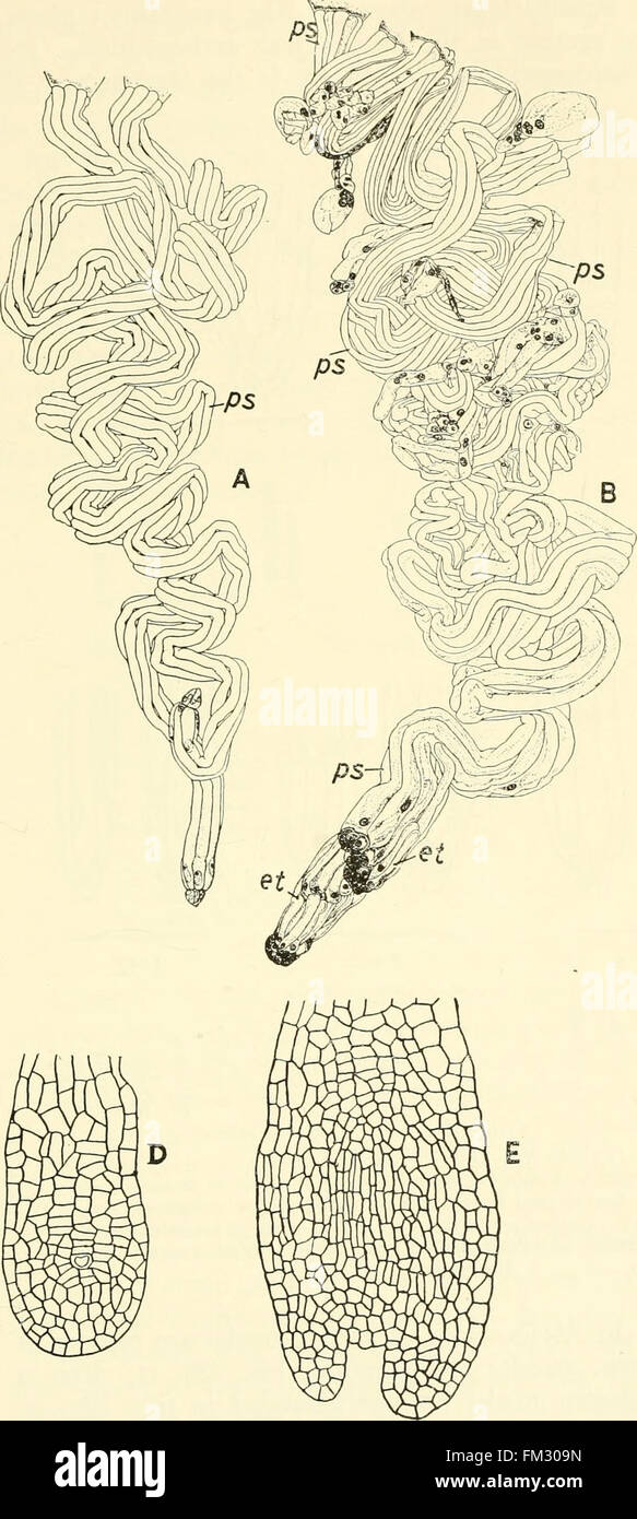 This work, *Embryogenesis in Plants*, focuses on the study of plant ...