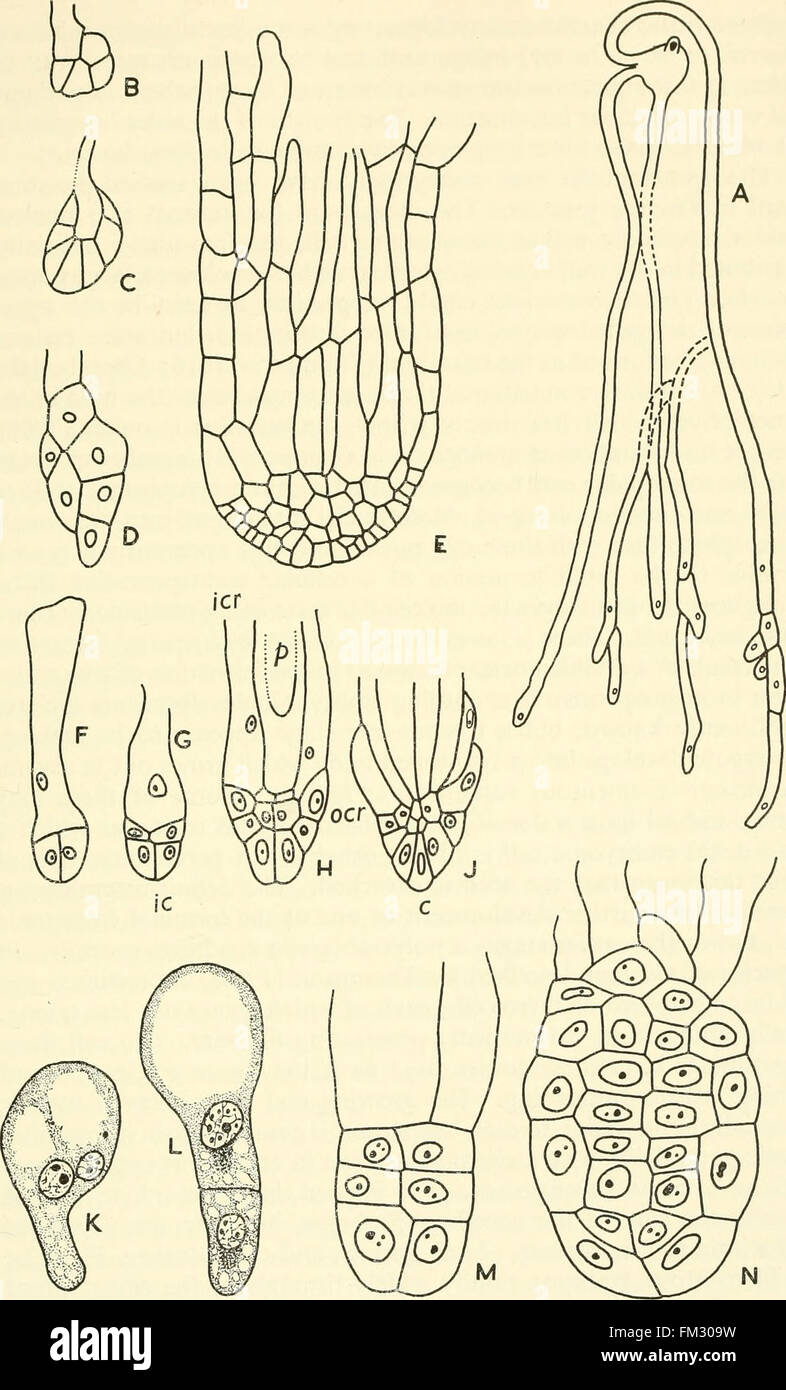 'Embryogenesis in Plants' (1955) examines the early stages of plant ...
