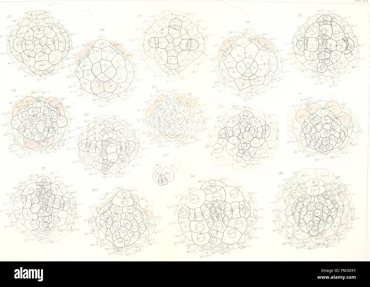 This 1905 study focuses on the embryology of *Physa fontinalis*, a ...