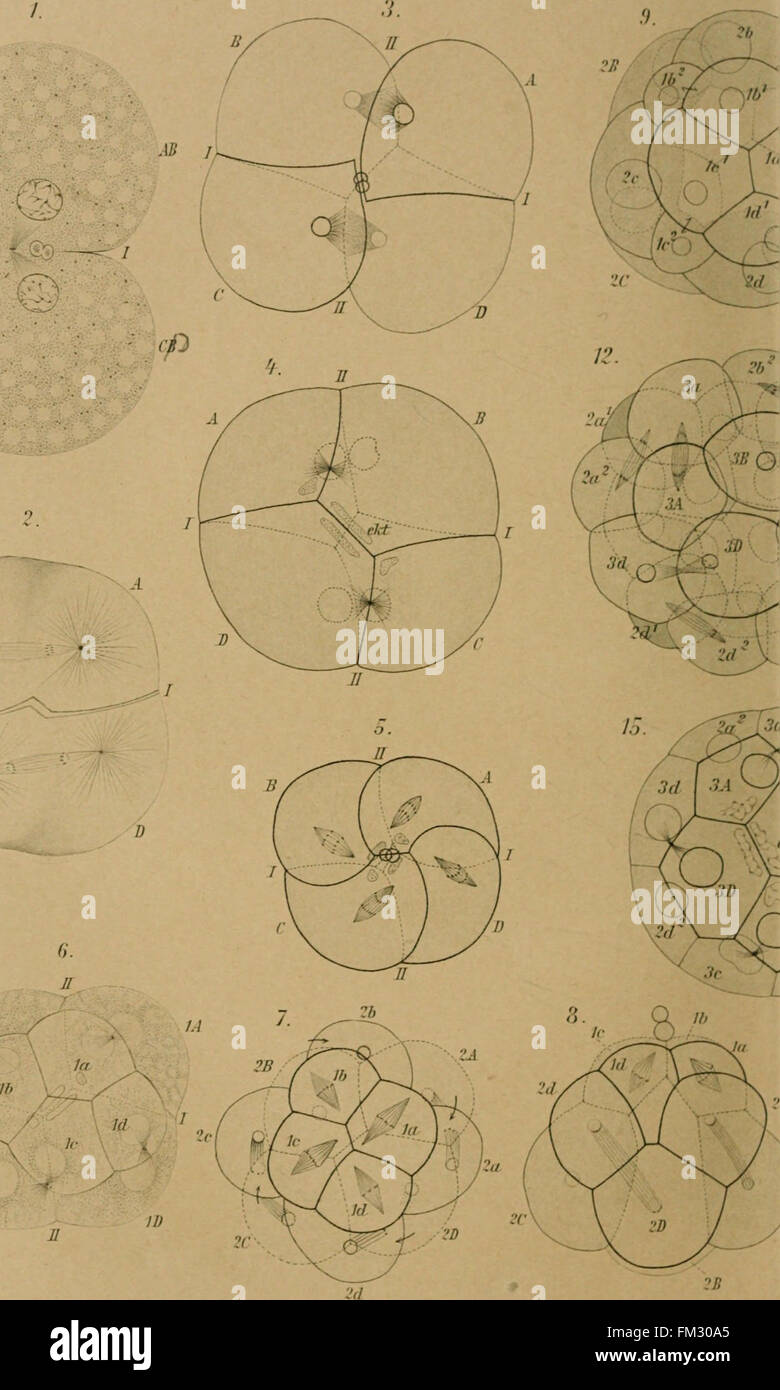 Physa snail hi-res stock photography and images - Alamy