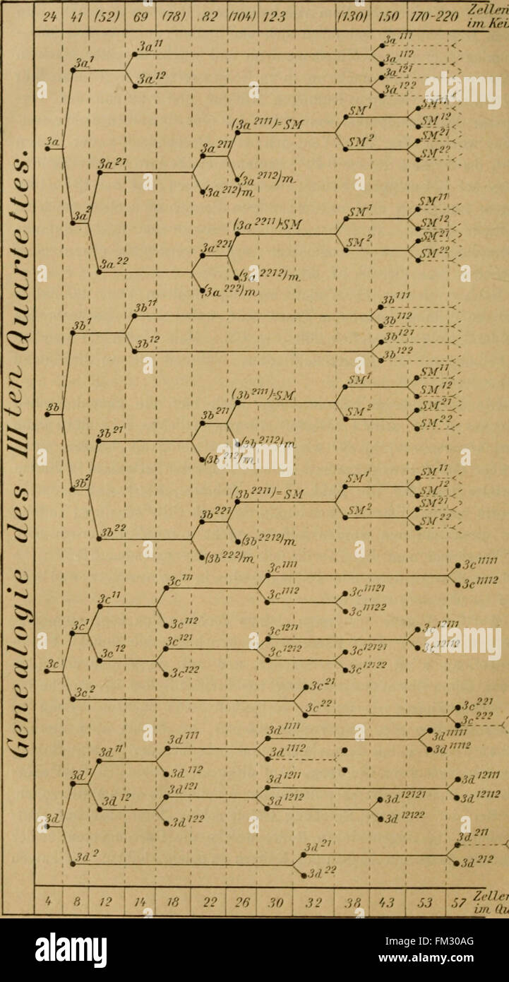 'Embryologie von Physa fontinalis L.' (1905) examines the embryology of ...