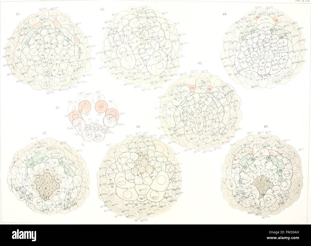 'Embryologie von Physa Fontinalis' (1905) is a study of the embryology ...