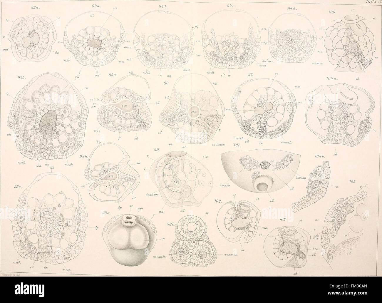 *Embryologie von Physa Fontinalis* (1905) is a study of the embryology ...