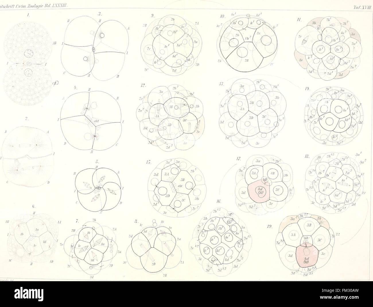 *Embryologie von Physa Fontinalis L.* (1905) explores the embryology ...