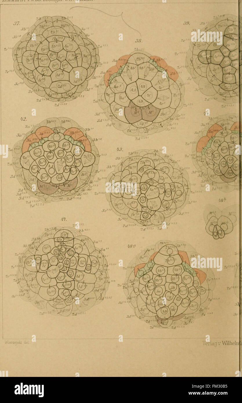This work on the embryology of Physa fontinalis L. (a species of ...