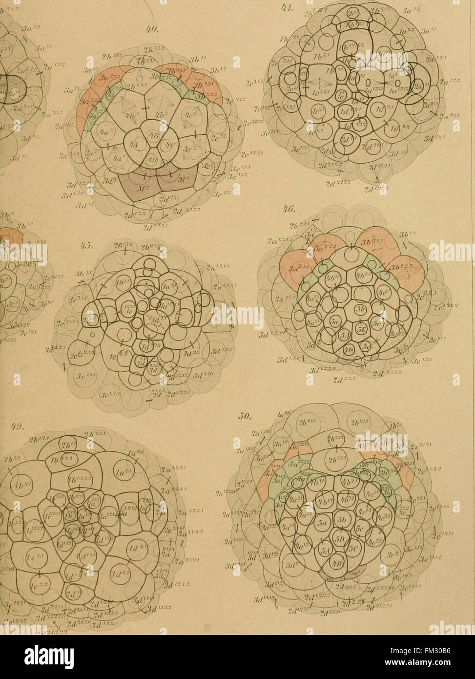This 1905 work presents an in-depth study of the embryology of Physa ...