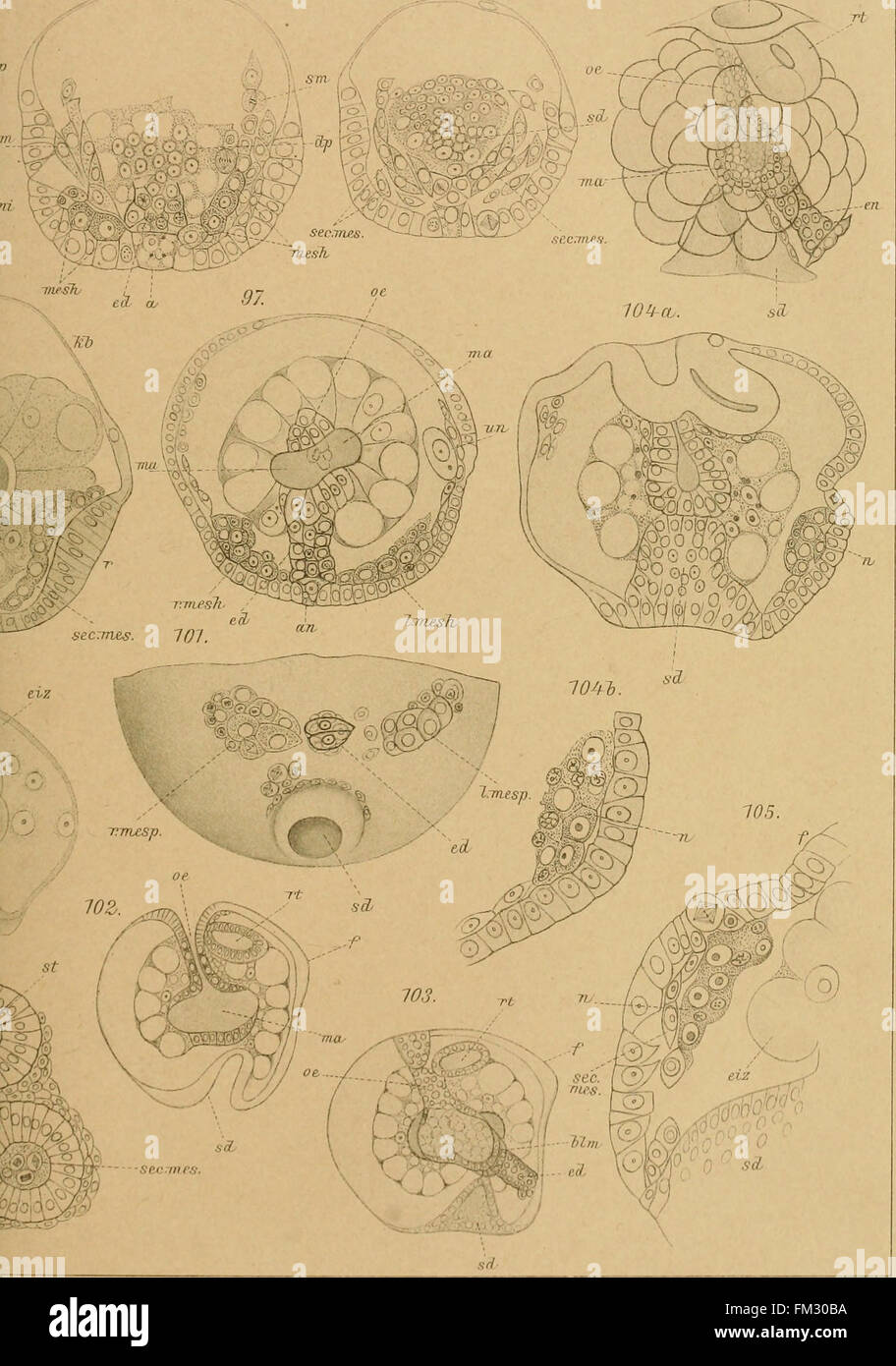 Snail embryo hi-res stock photography and images - Alamy