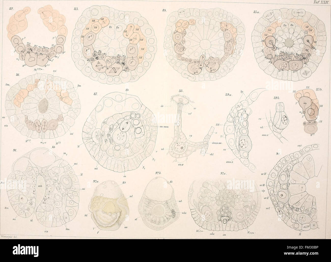 A 1905 study on the embryology of *Physa fontinalis*, a species of ...