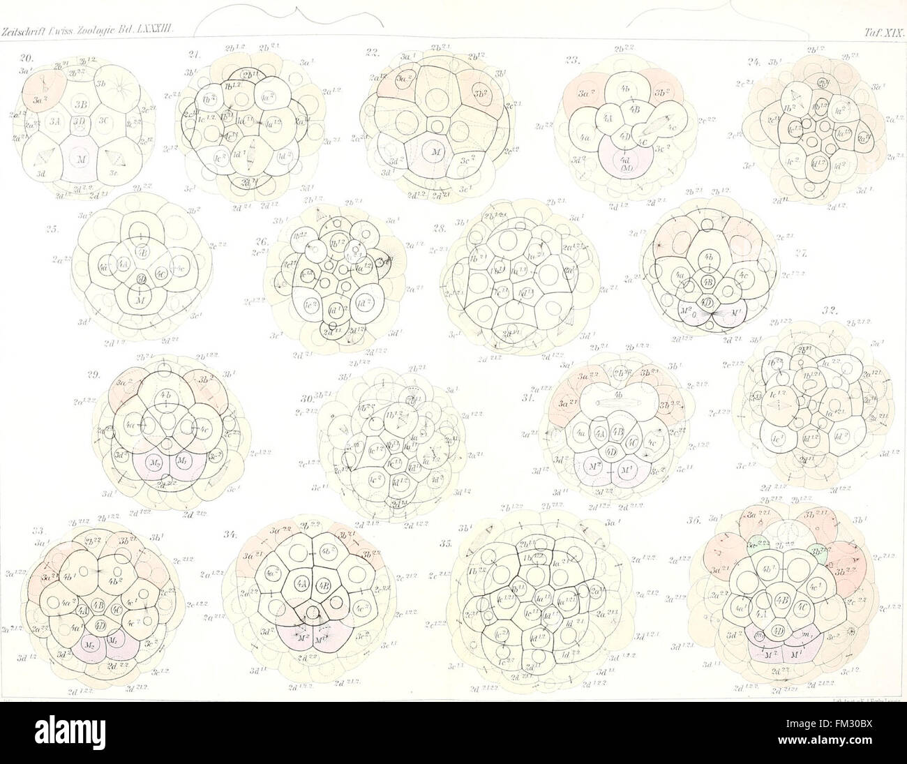 This 1905 work provides an in-depth study of the embryology of *Physa ...