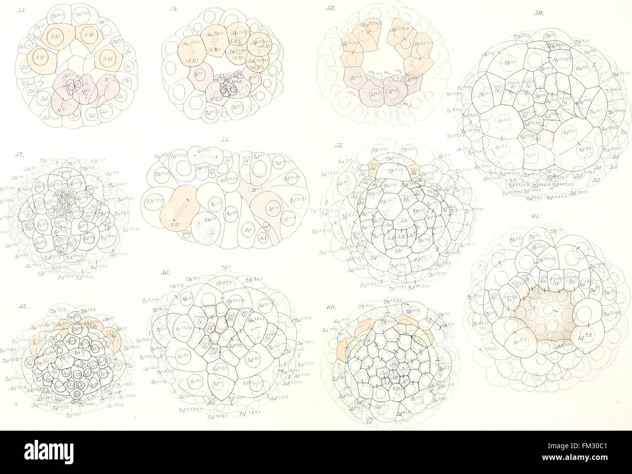 Physa hi-res stock photography and images - Alamy