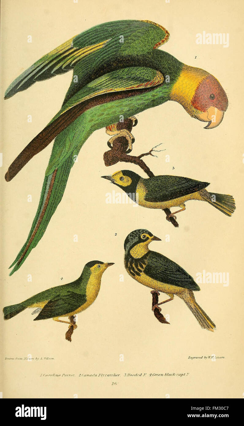 This plate from 'American Ornithology' illustrates various bird species ...