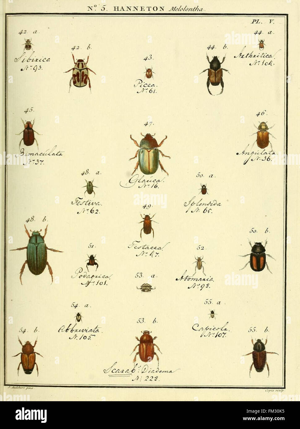 Des insectes illustration hi-res stock photography and images - Alamy