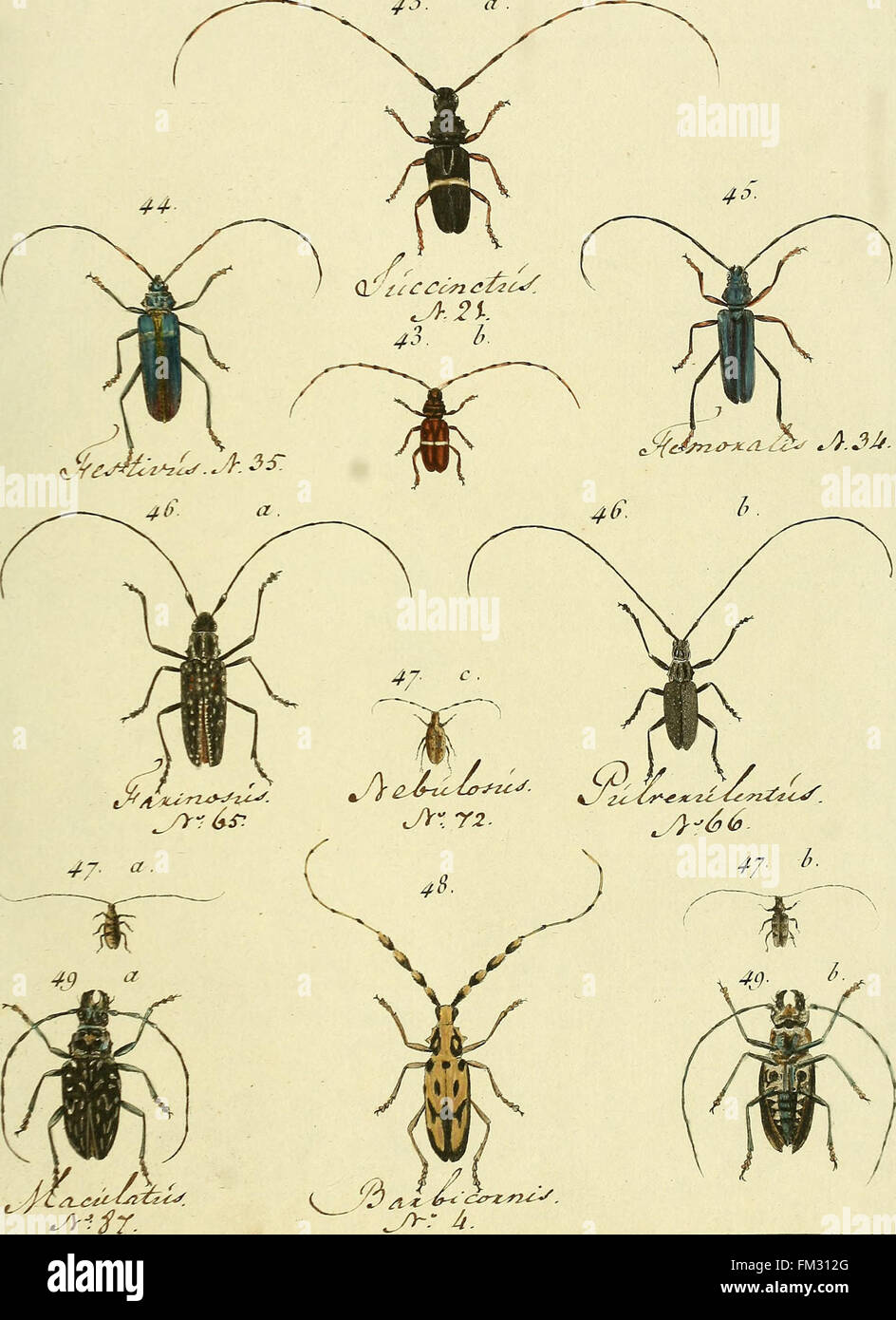 This 1789 work, 'Entomologie, ou Histoire naturelle des insectes ...