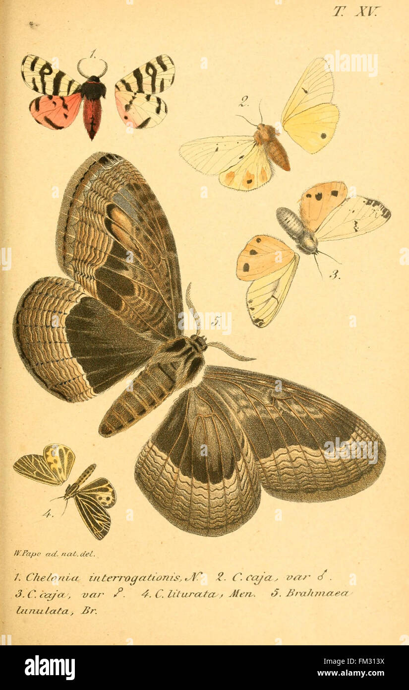 An enumeration of animal specimens from the Imperial Academy of ...
