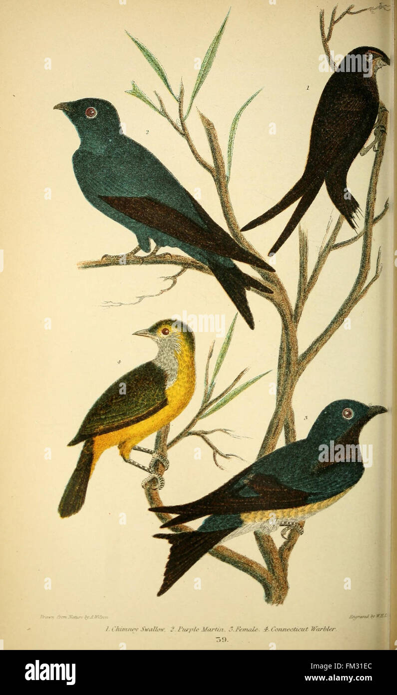 An illustration from 'American Ornithology,' highlighting bird species ...