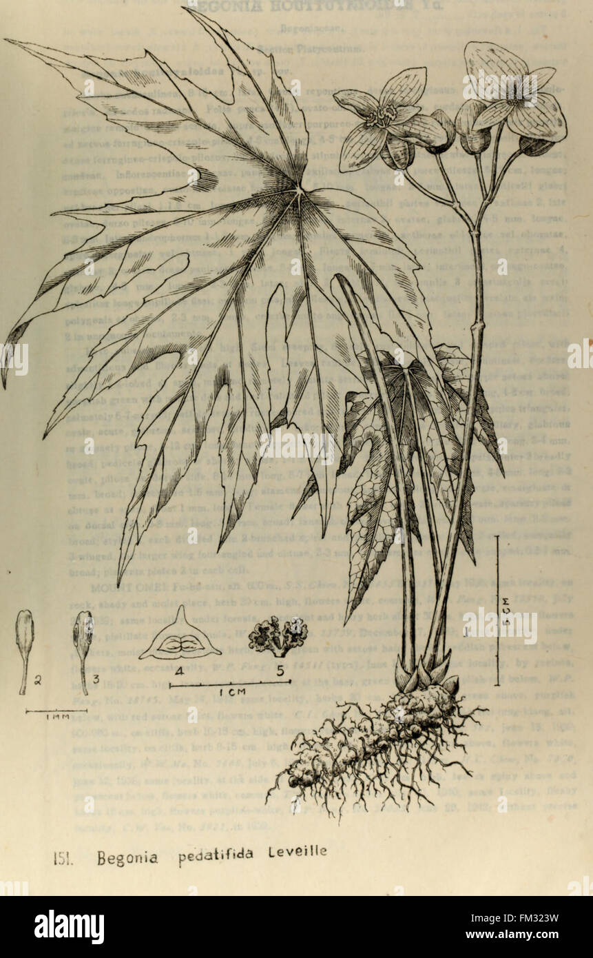 A 1946 Chinese botanical work detailing the flora of China, offering ...