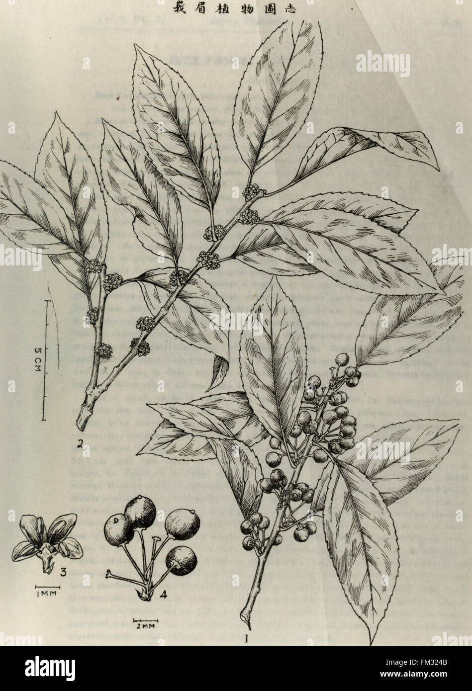'E mei zhi wu zhi' (1946) is a botanical work focusing on Chinese plant ...