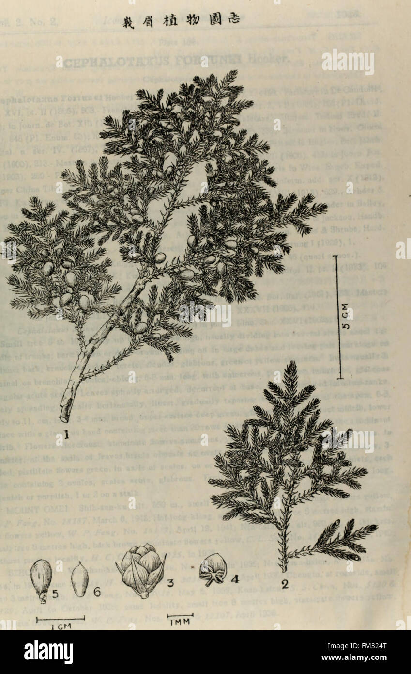 A 1946 Chinese botanical work, *E mei zhi wu zhi*, documenting the ...