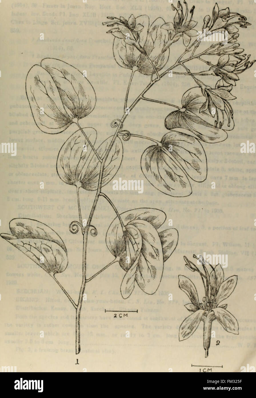 This 1946 work discusses the flora of China, specifically focusing on ...