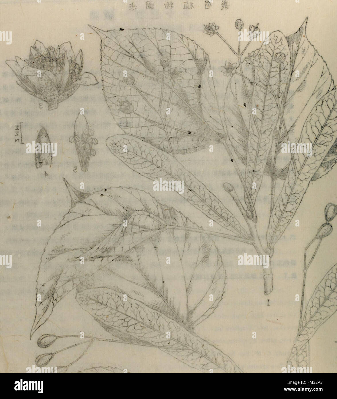 'E mei zhi wu zhi' (1946) is a botanical text that documents the flora ...