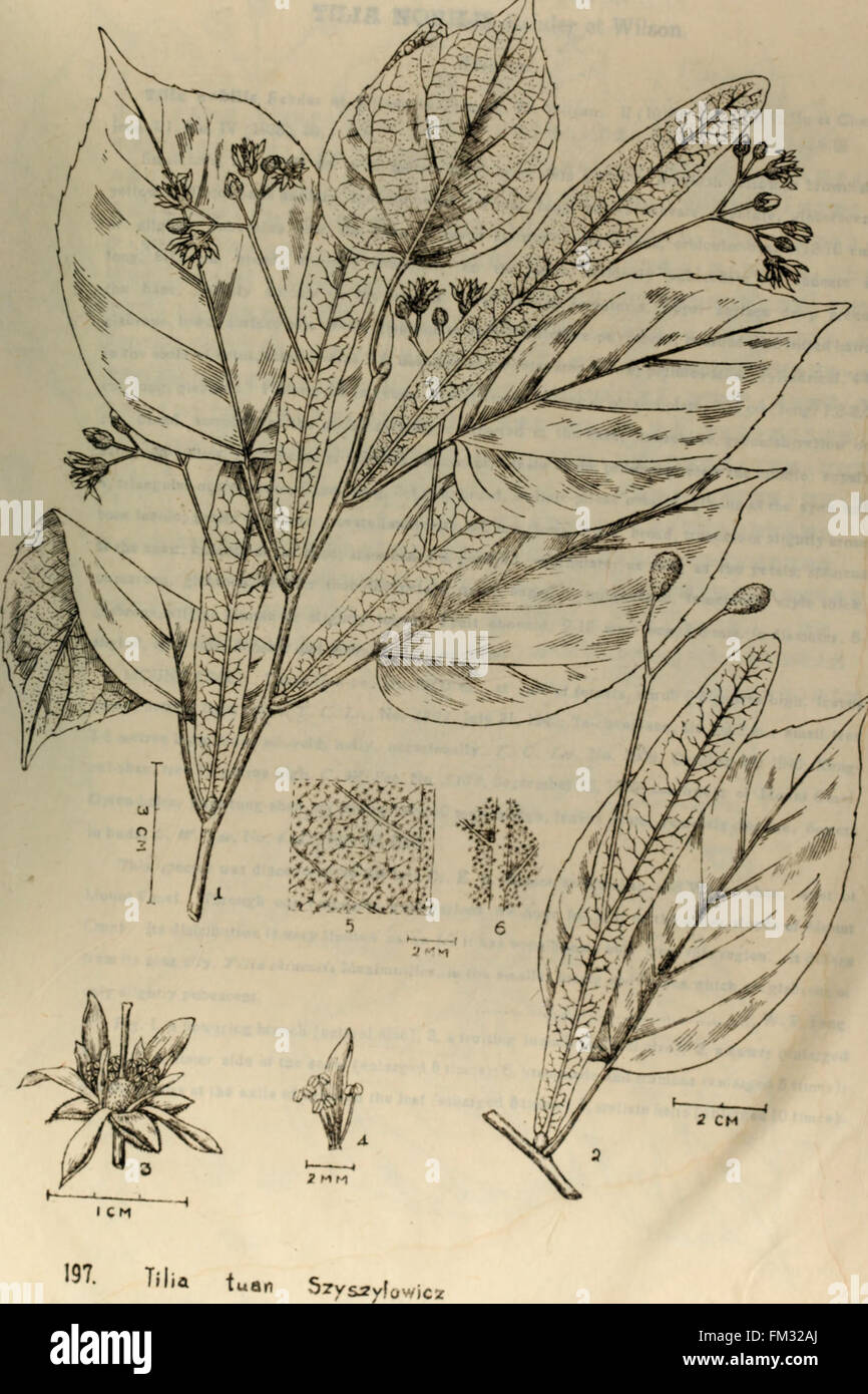 Mei letter hi-res stock photography and images - Alamy