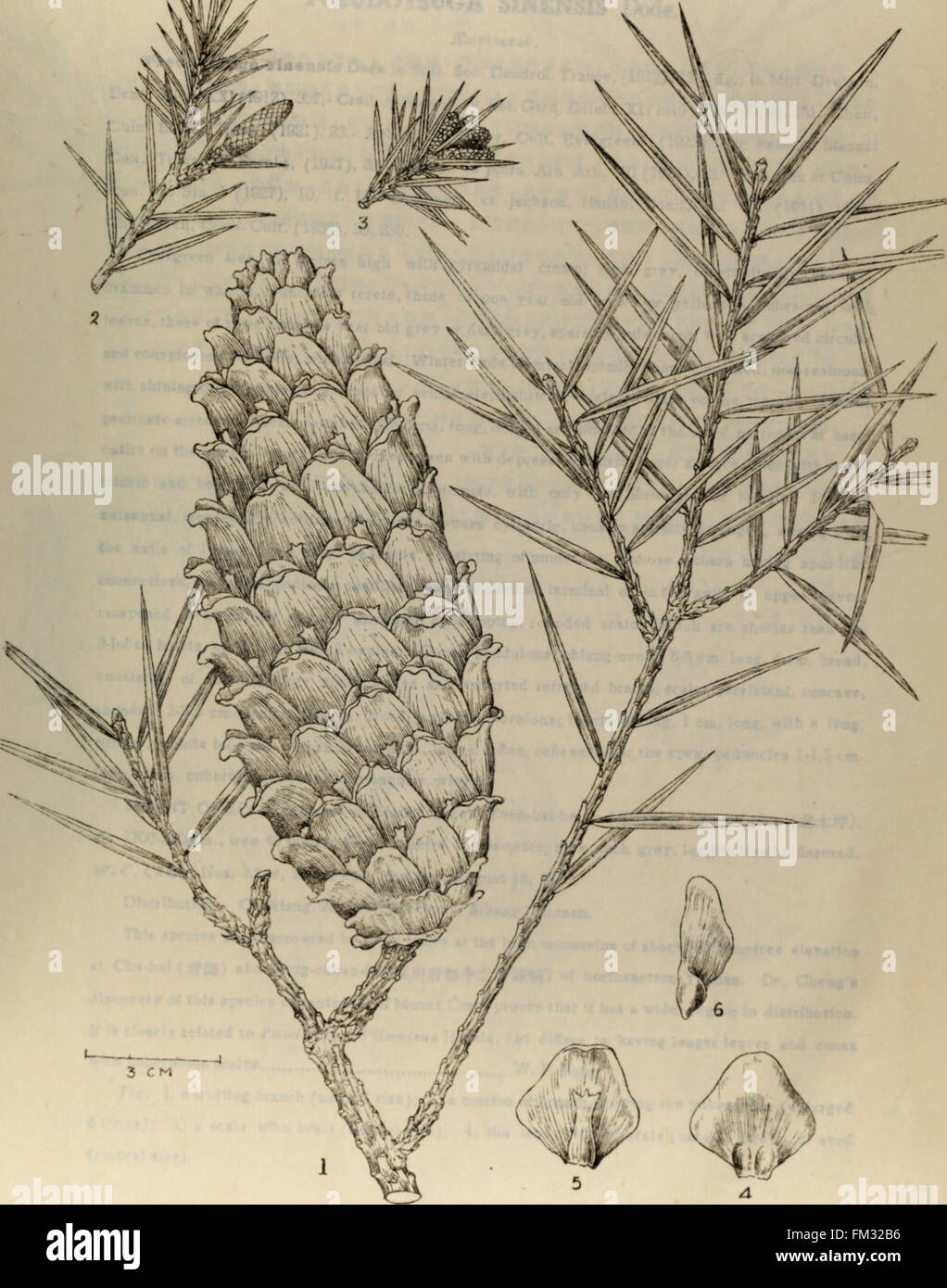This Chinese botanical work, 'E mei zhi wu zhi' (1946), provides a ...