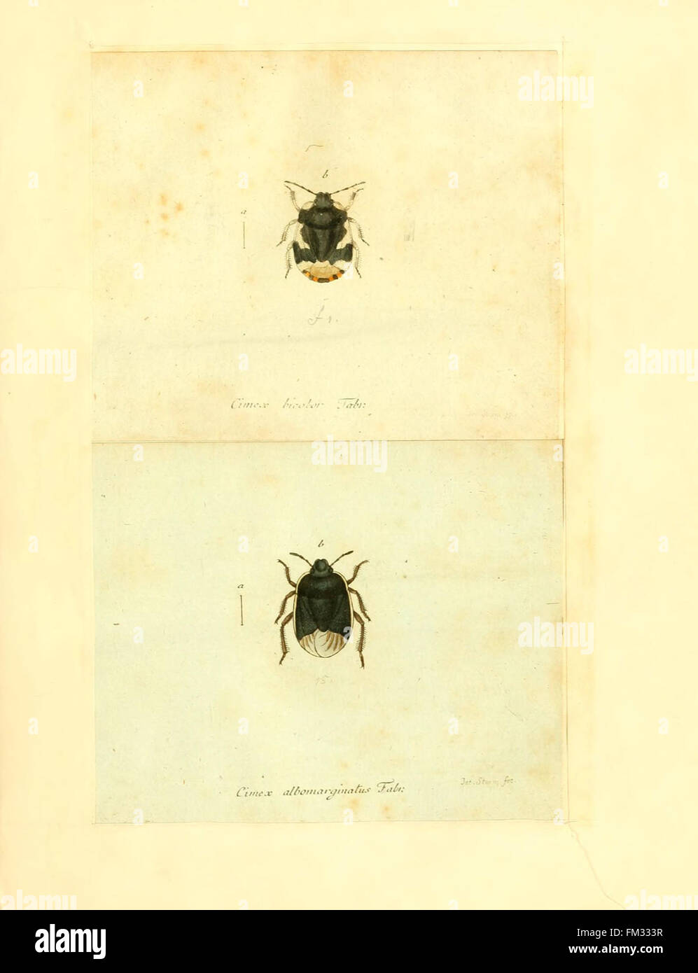 A work on German insects, focusing on the Hemiptera order, detailing ...