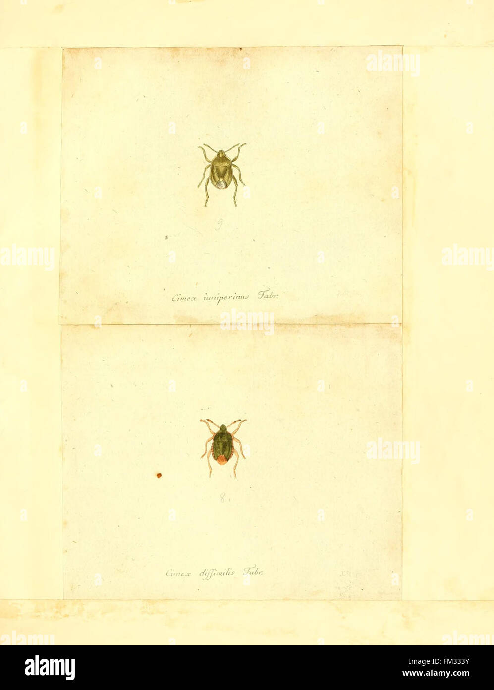 This work introduces the insect fauna of Germany, with a focus on ...