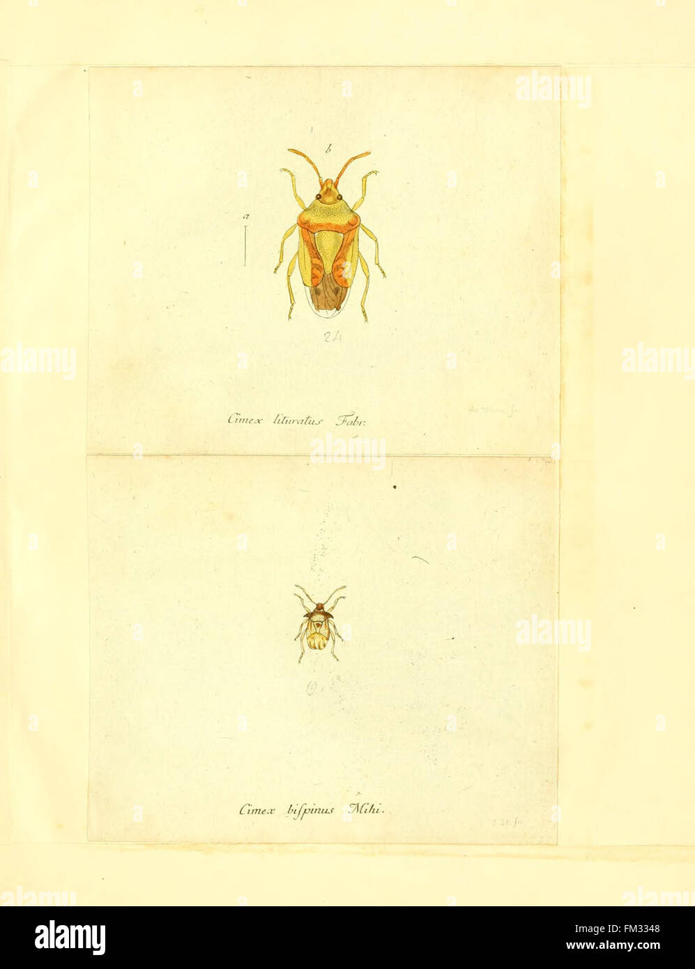 Fauna insect germanicae initia hi-res stock photography and images - Alamy