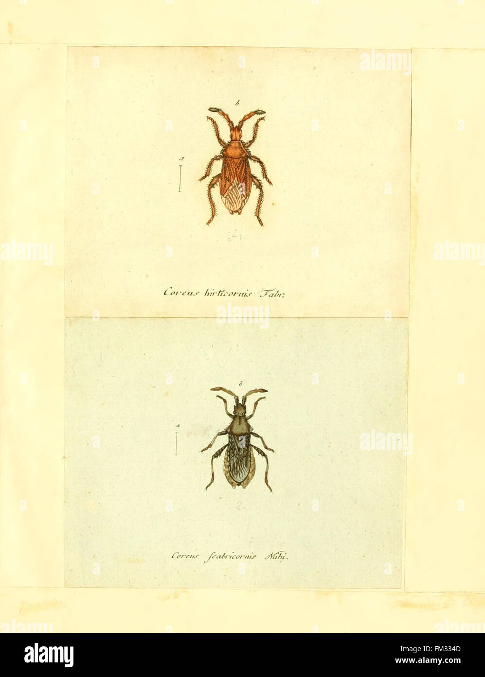 *Faunae Insectorum Germanicae Initia* showcases early German insect ...
