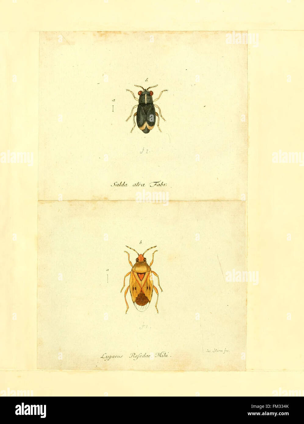 *Faunae Insectorum Germanicae Initia* depicts the early study of German ...