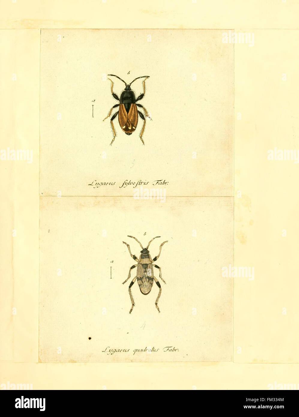 'Faunae Insectorum Germanicae Initia' illustrates insect species from ...