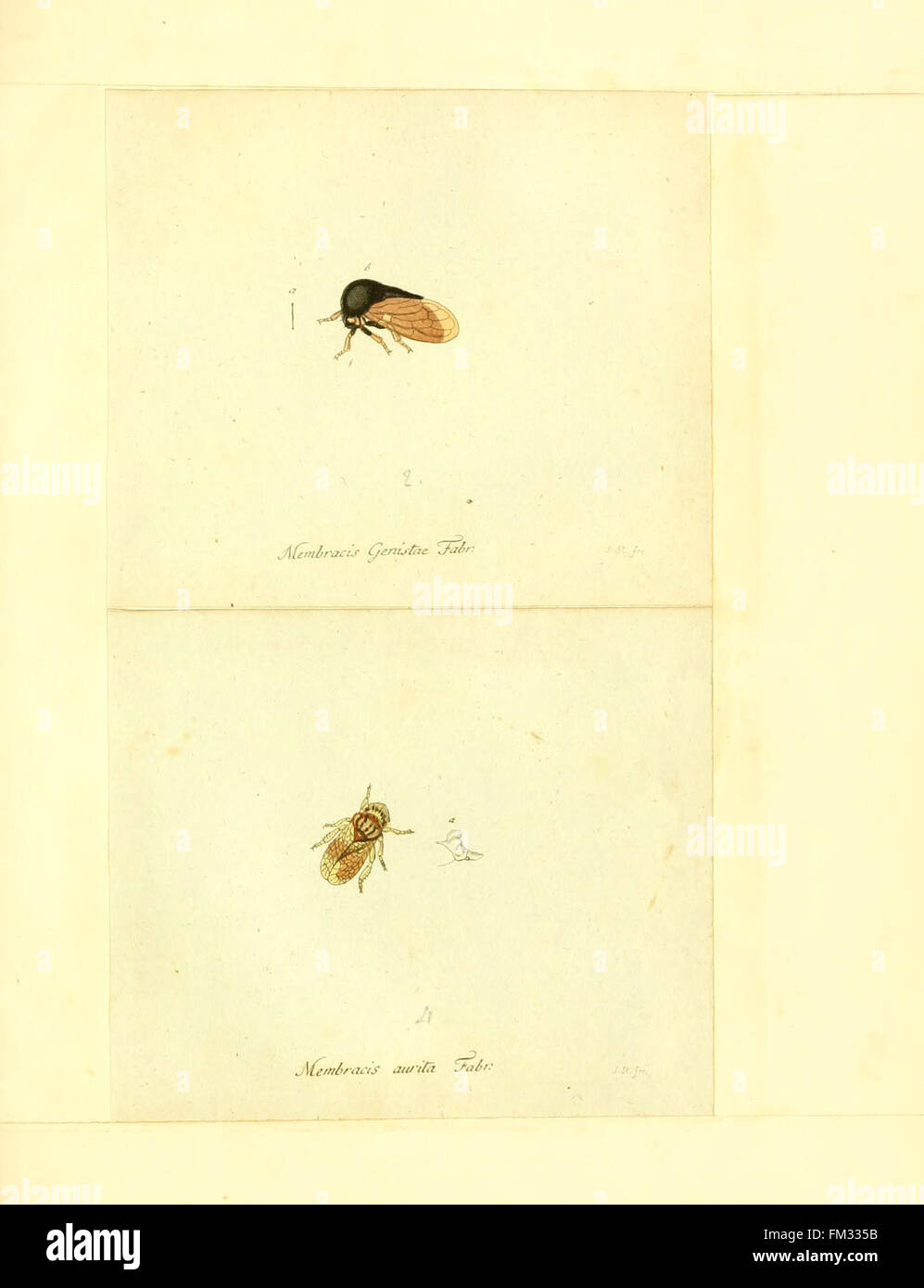 *Faunae Insectorum Germanicae Initia* focuses on the insect fauna of ...