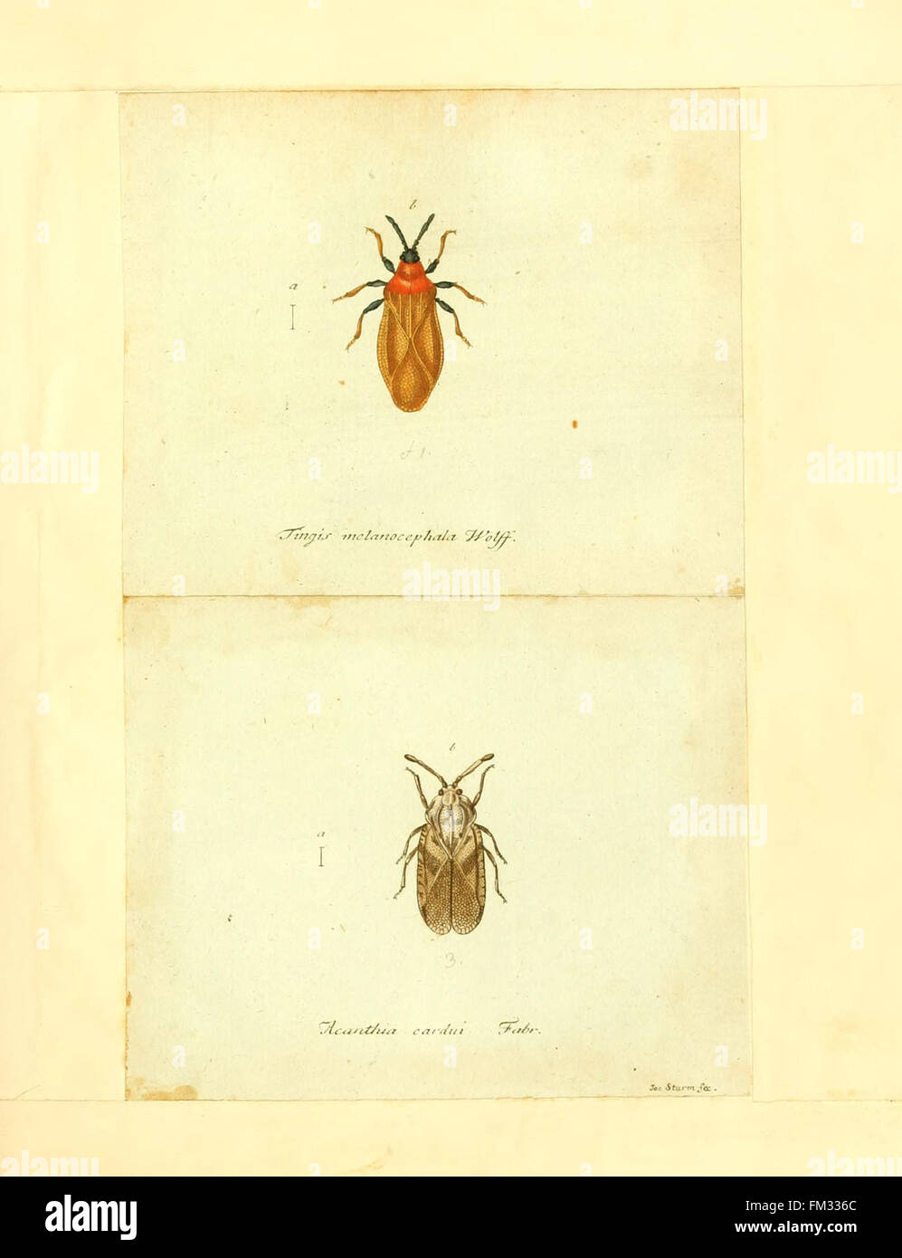 This work details the insects of Germany, particularly Hemiptera ...