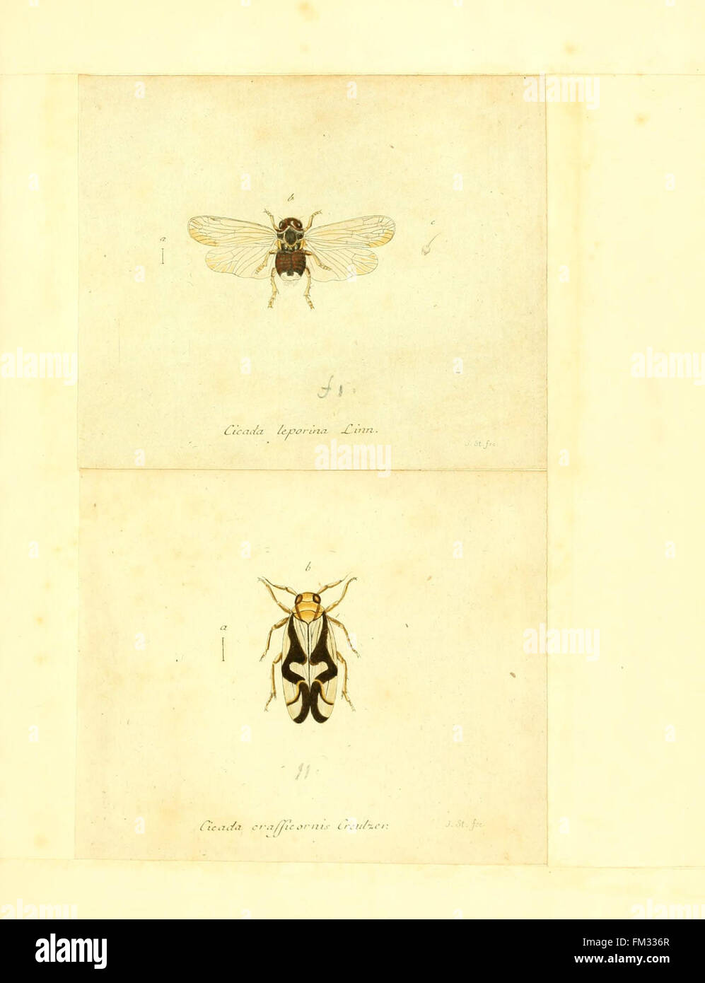 Germanicae hi-res stock photography and images - Alamy