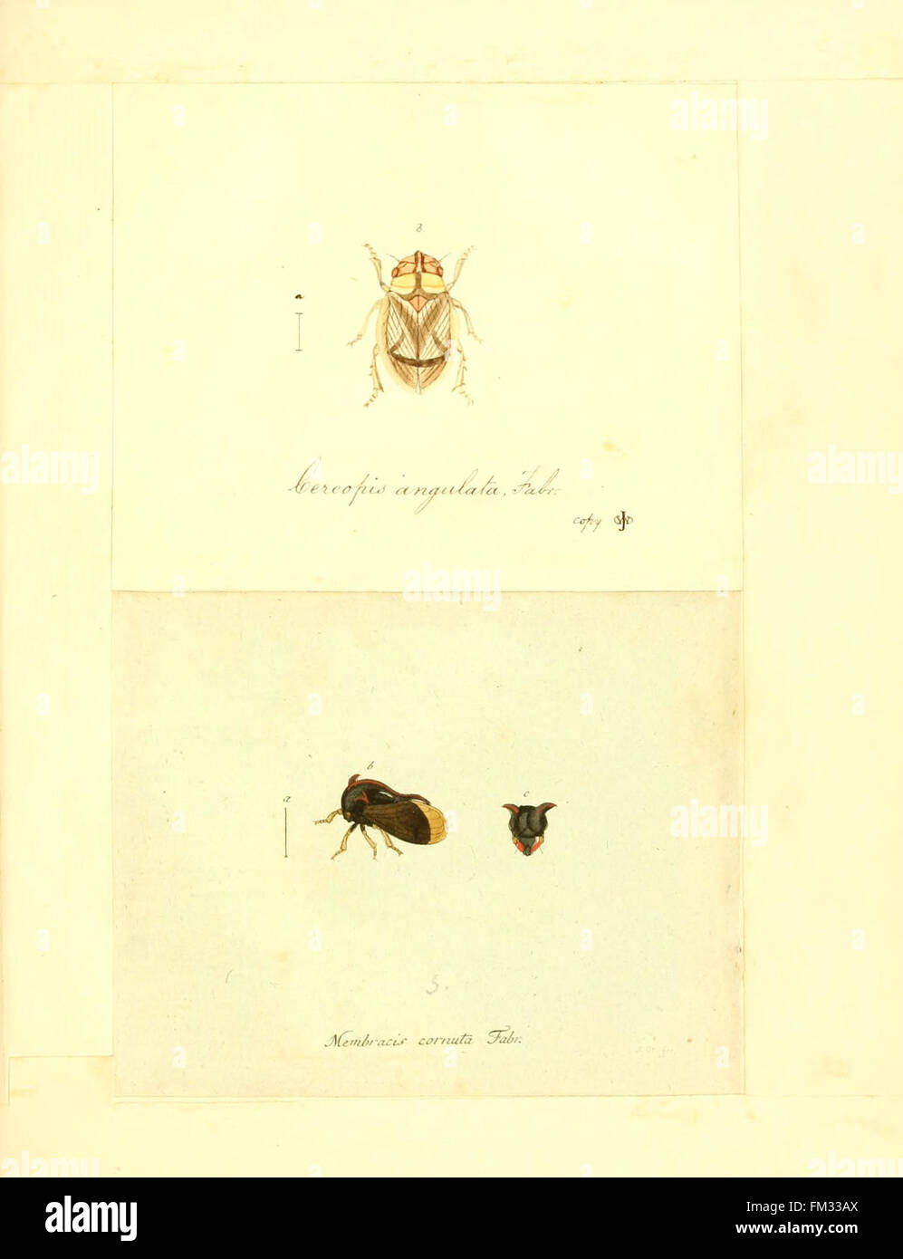 This plate from 'Faunae insectorum Germanicae' features illustrations ...
