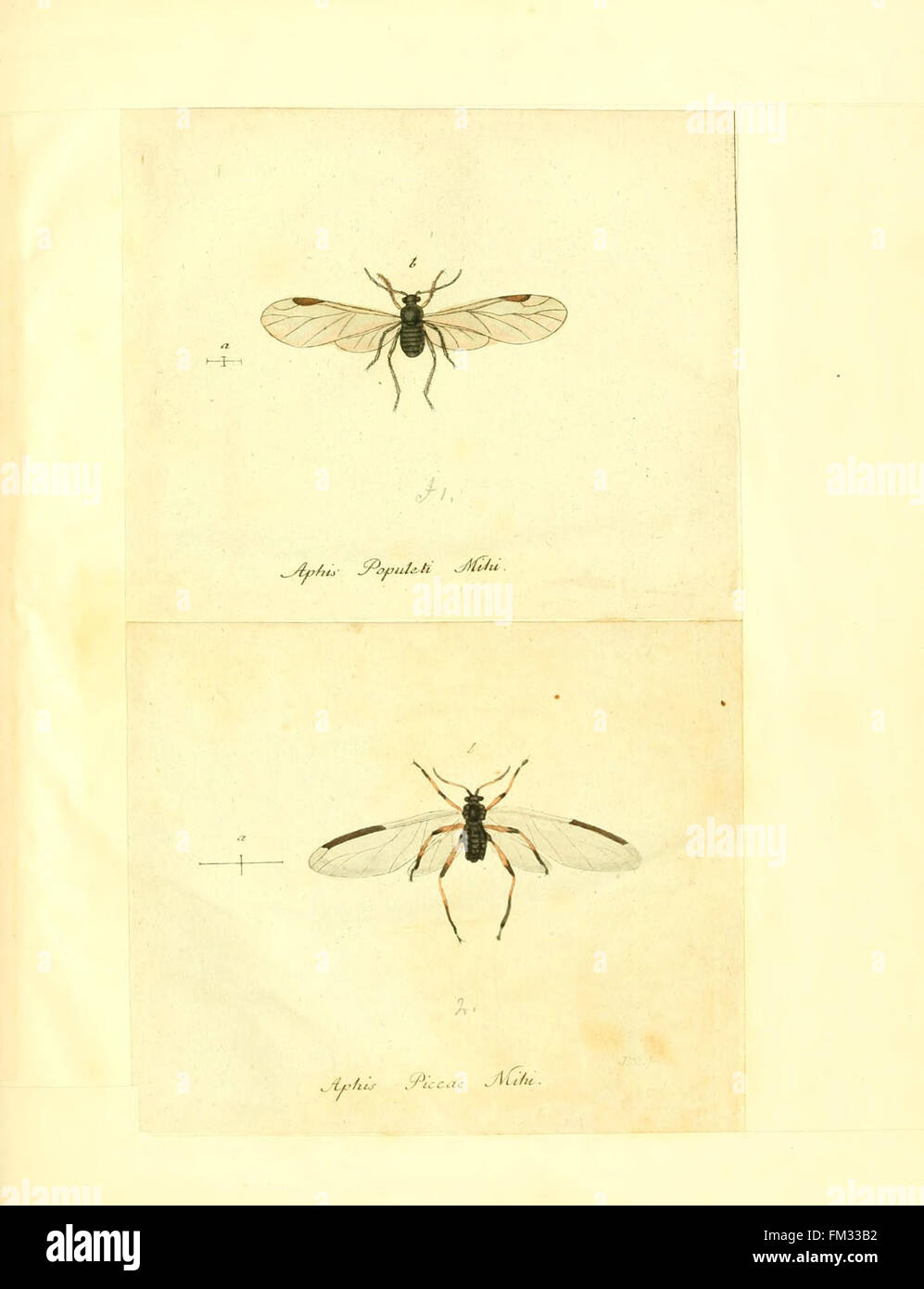 Fauna insect germanicae initia hi-res stock photography and images - Alamy