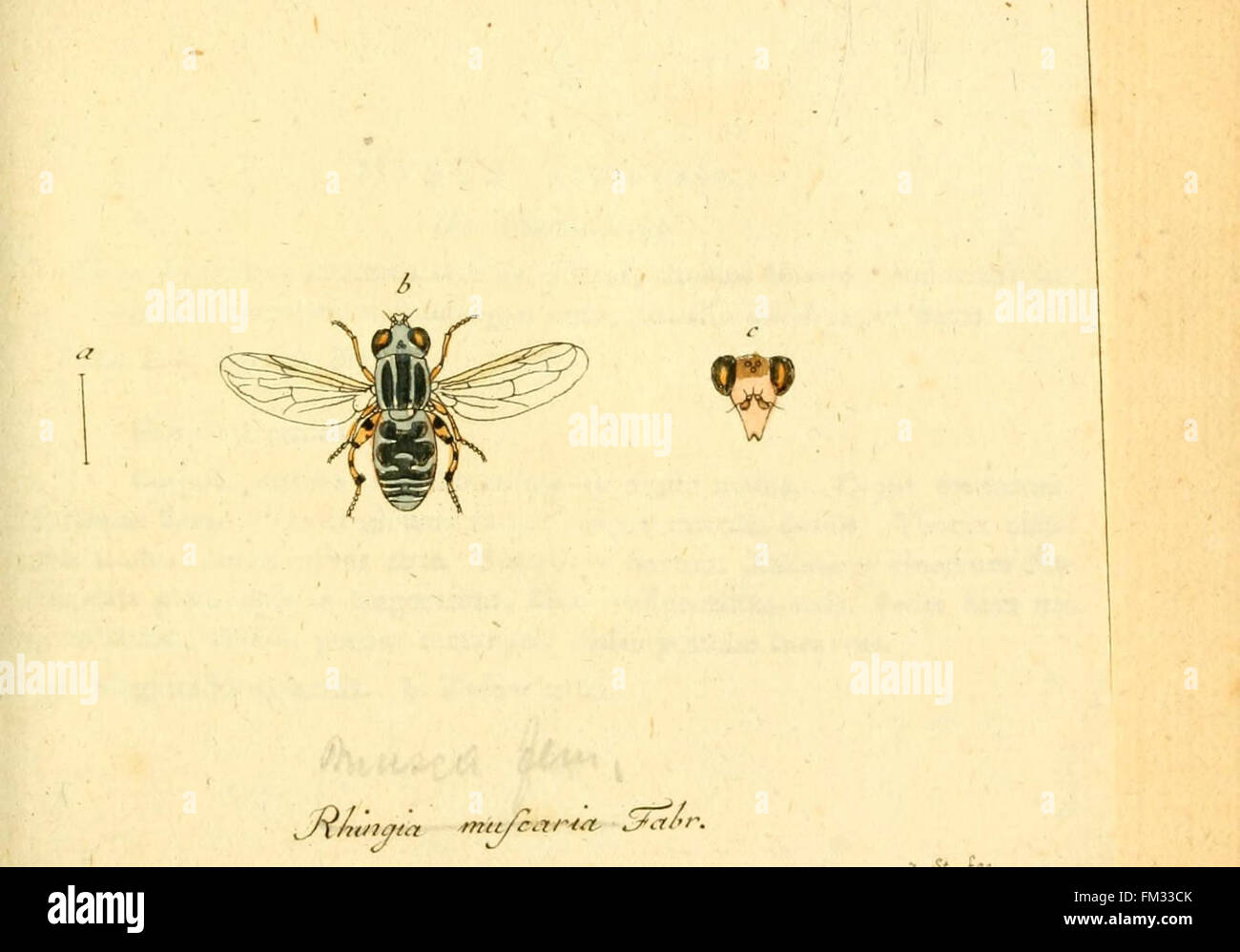 Various dipteran insects hi-res stock photography and images - Alamy
