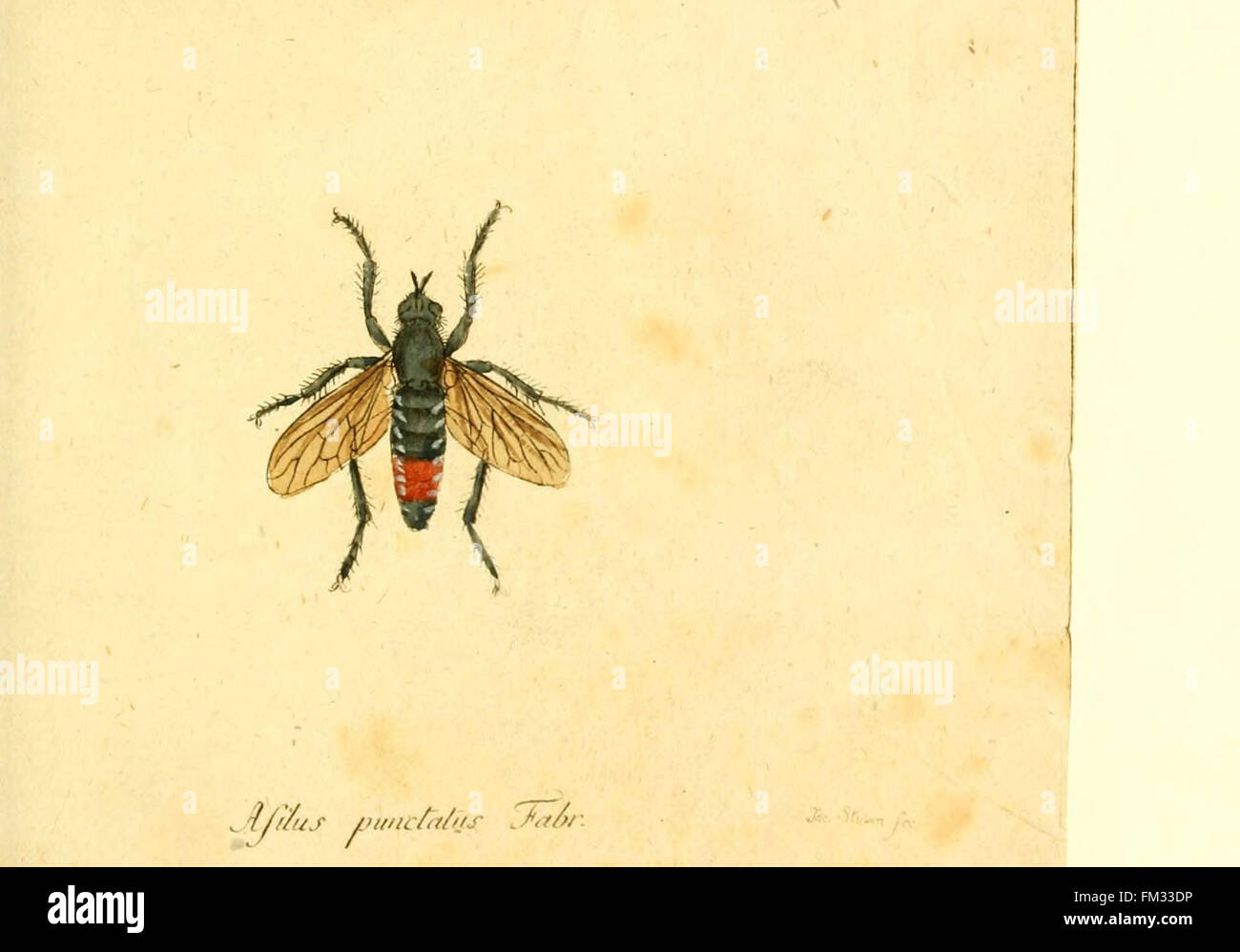 'Fauna Germanica' on Diptera provides detailed illustrations of fly ...